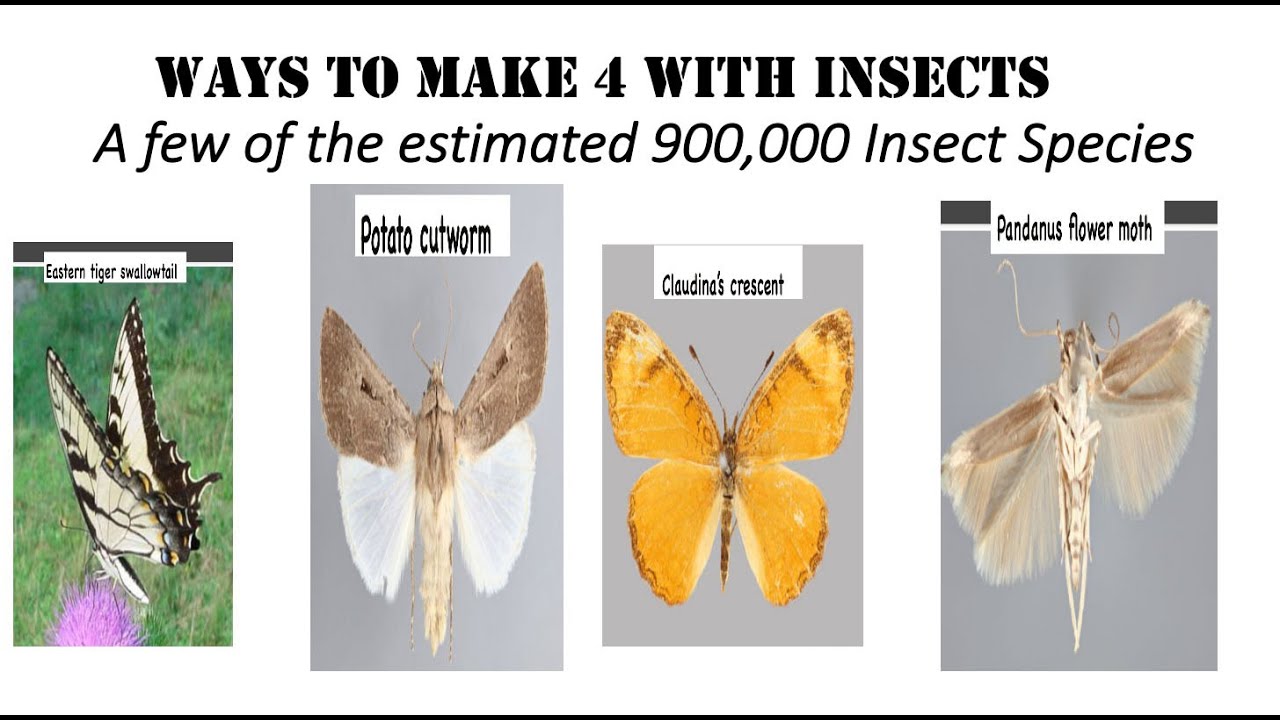 Fun With Numbers by Adding Ways to Make 4 With Insects #3 (4 videos ...