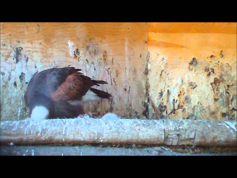 Breeding Harris Hawks and 2011 Chicks - YouTube