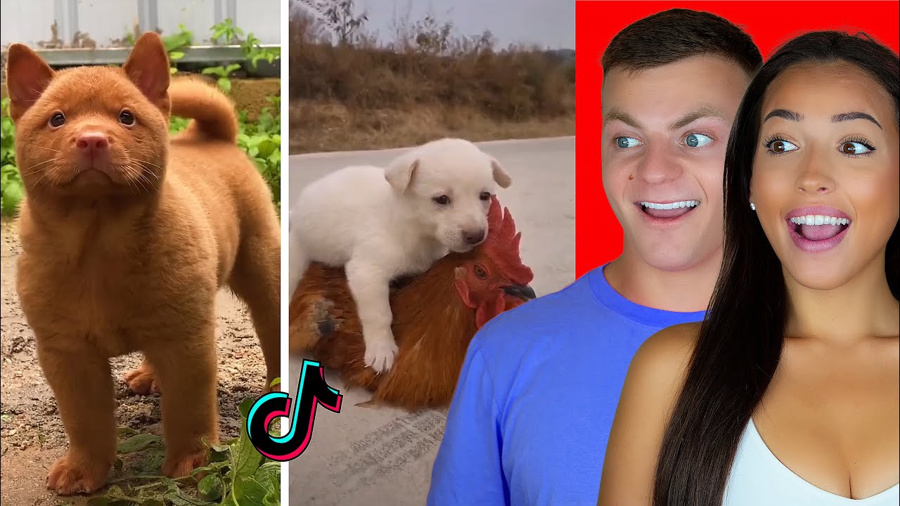 The CUTEST Animals On Tik Tok - YouTube