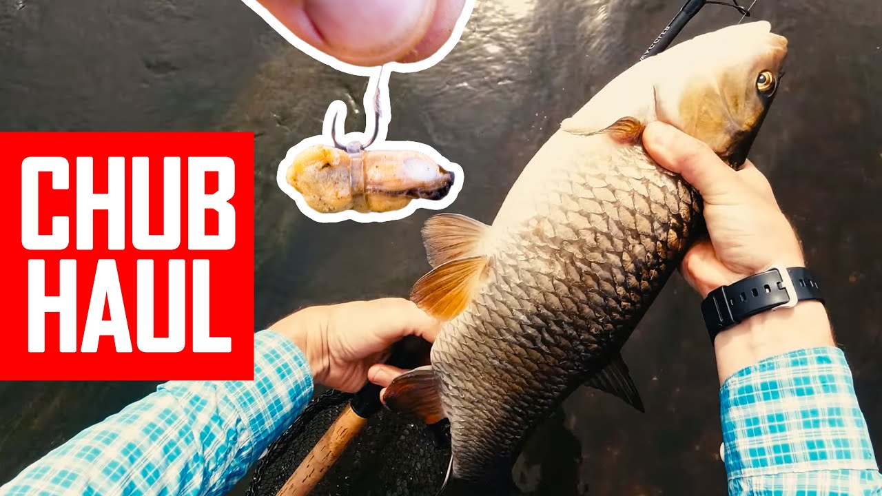 Big Chub float fishing on the 16th June, 2022. River opening day haul ...