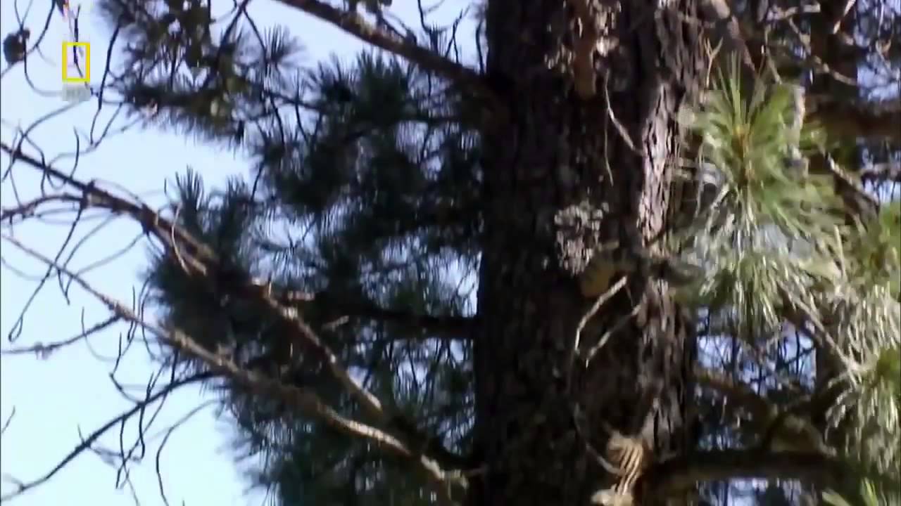 Wild Russia Siberia Documentary HD - YouTube