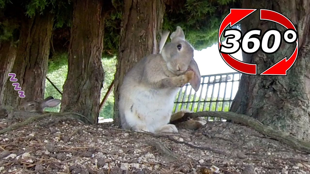 VR 360° | Experience the heartwarming life of a rabbit from a rabbit's ...