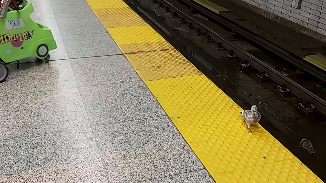 Toronto TTC Islington Subway station Pigeon Pigeons walking during ...