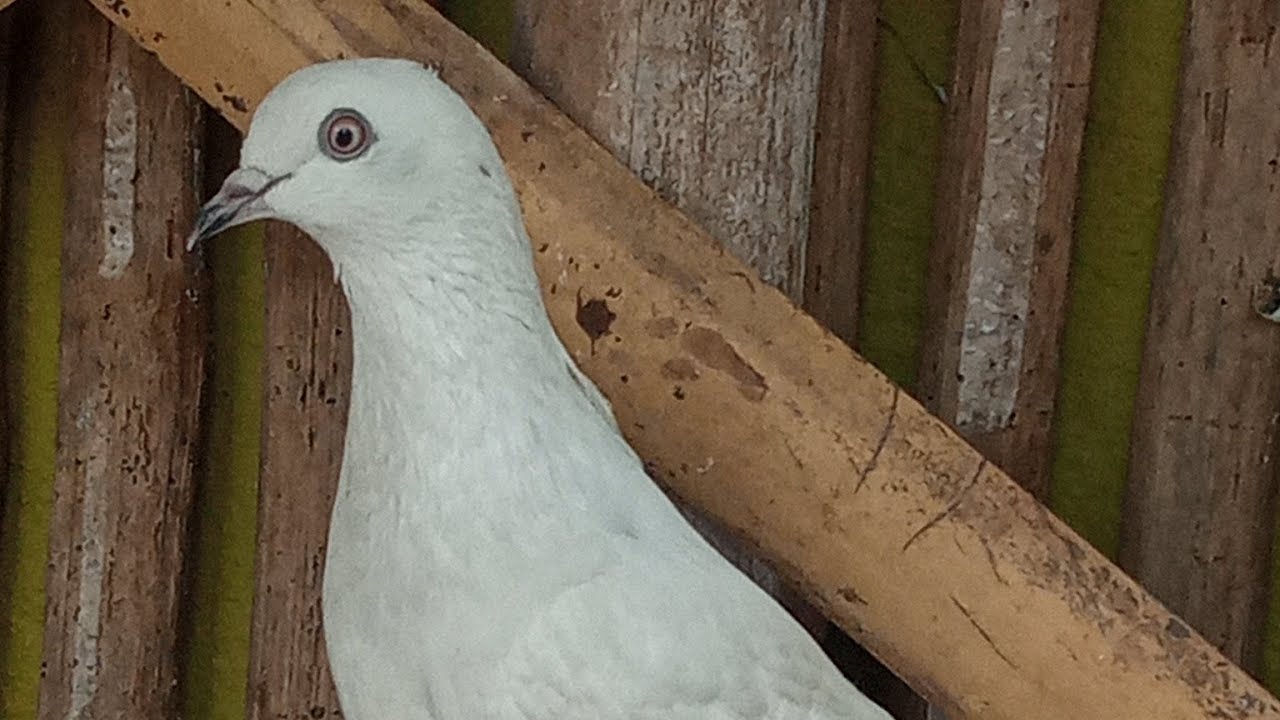 high flying kabutar🥵⚡and all Madrase kabutar (subscribe my channel all ...