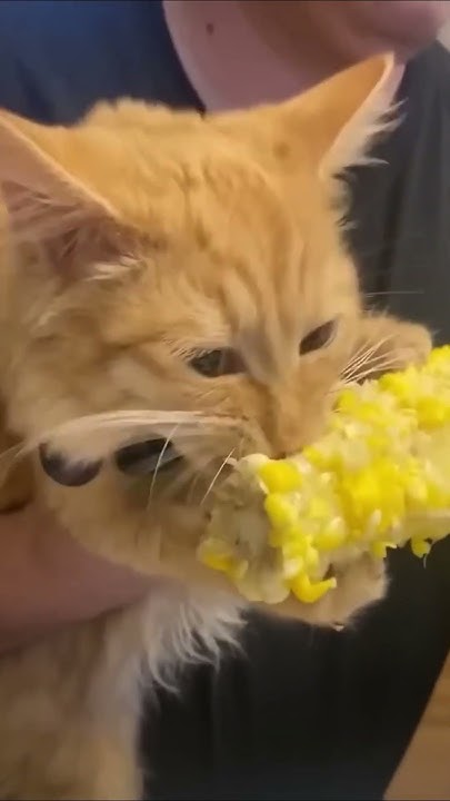 CUTE CATS ᓚᘏᗢ PART 17 #cat #funny #memes #animals #pets #funnycats # ...