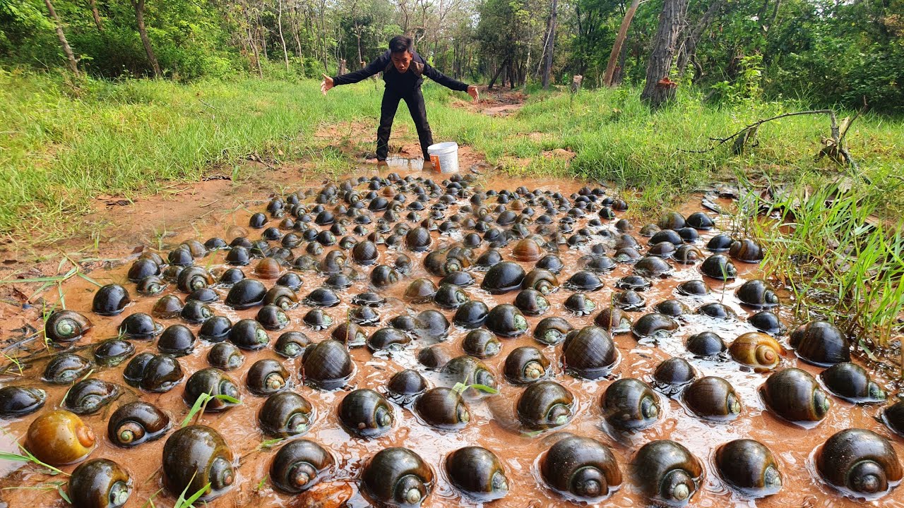 Wow wow wow unbelievable fishing! Find and catch snails by hand ...