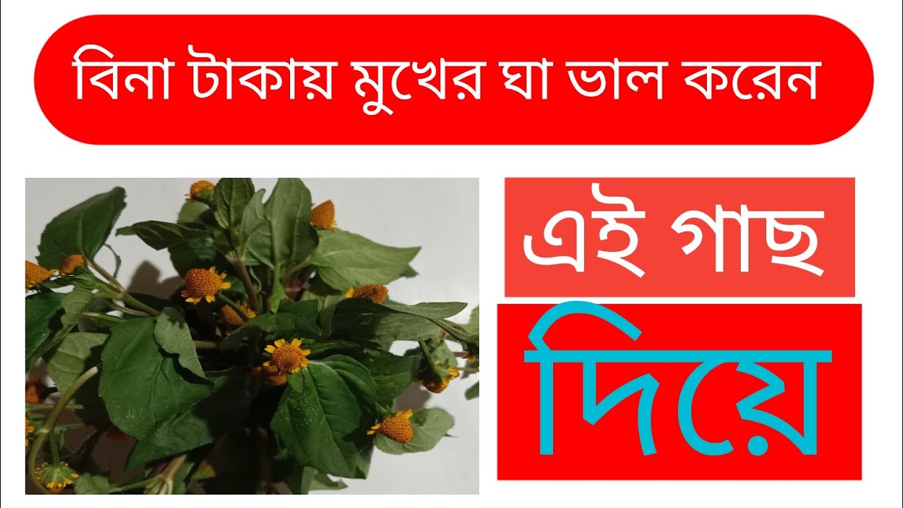 নাগফুল গাছের উপকারিতা ও ভেষজ গুণাবলী। #Nakful plant benefits and facts ...