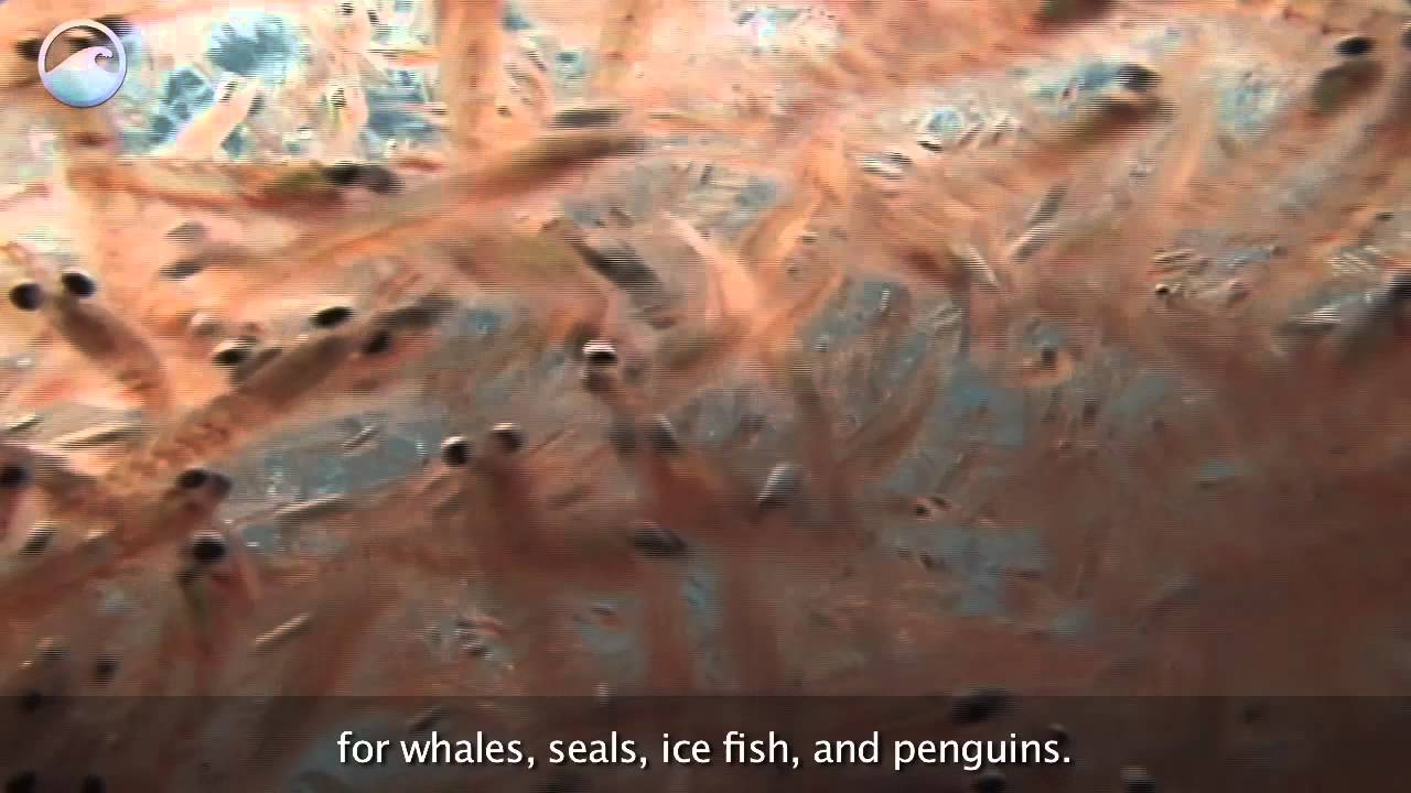 Animals of the Ice: Antarctic Krill - YouTube