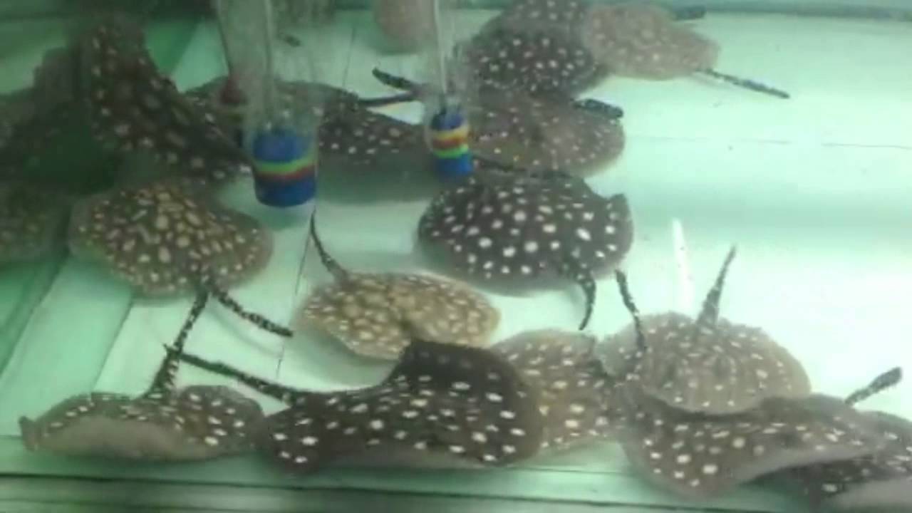 black diamond stingray (wholesale only) - YouTube