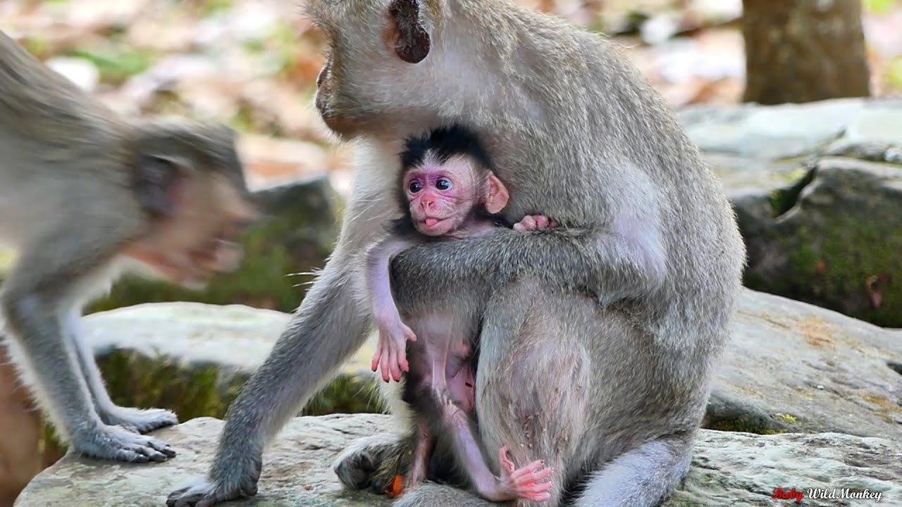 The journey to creating Adorable Newborn Monkey from Begin till get ...