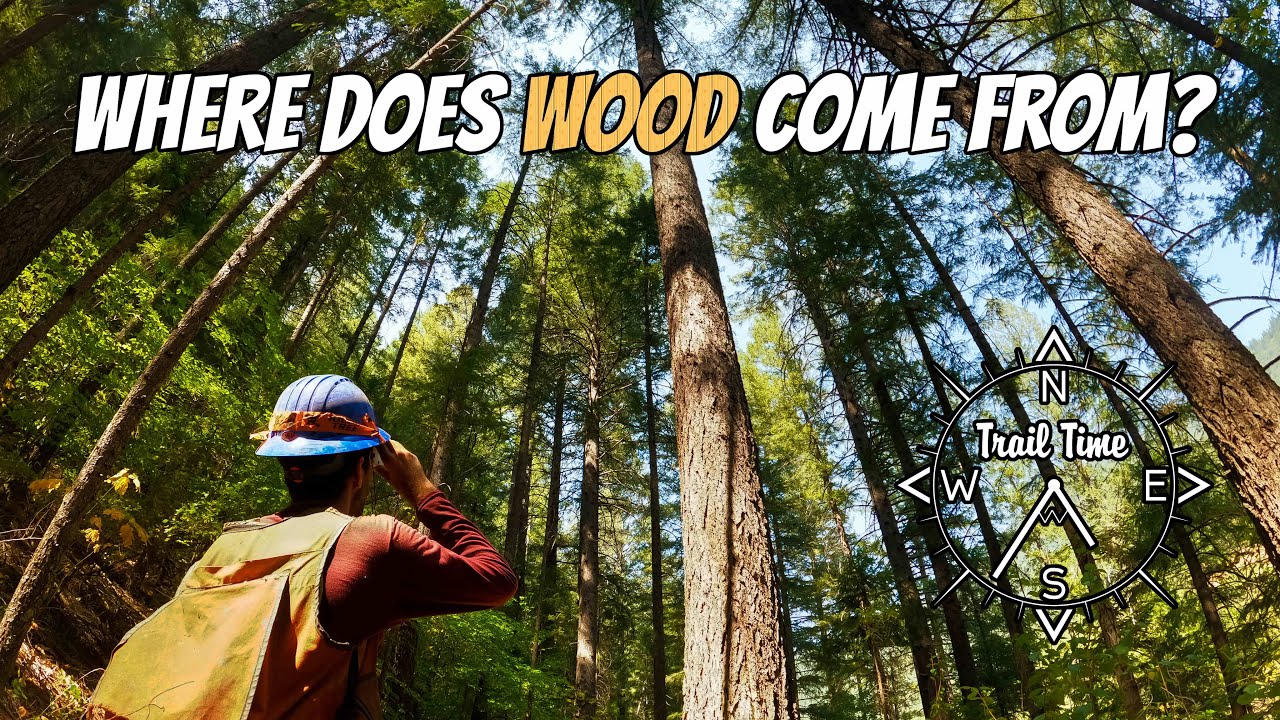 A Day in the Life of a Timber Cruiser | Timber Sale Prep | American ...