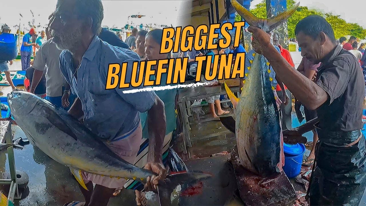 Bustling Fish Market REVEALS Ancient Tuna Cutting Technique - YouTube