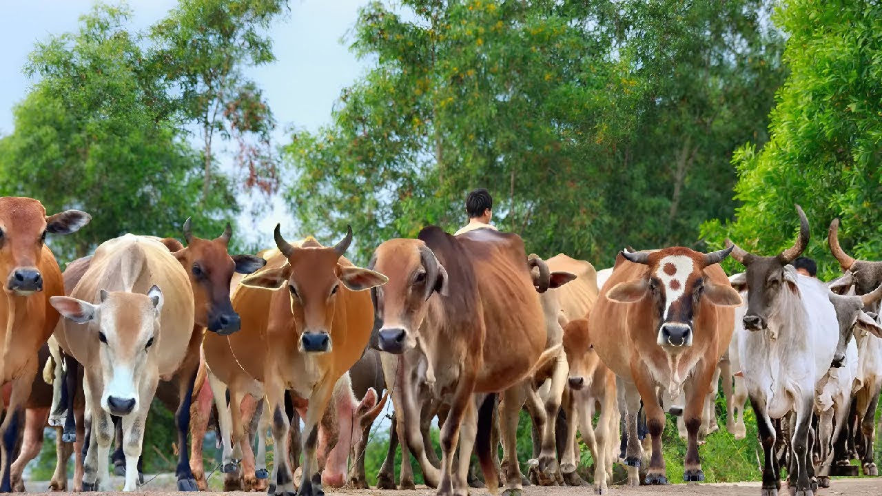 Video of a herd of tame cows doing activities in the fields, funny cow ...