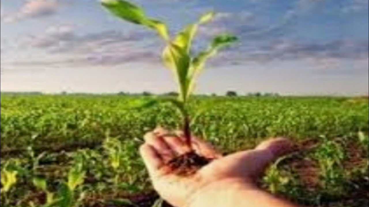 Crop protection management - YouTube