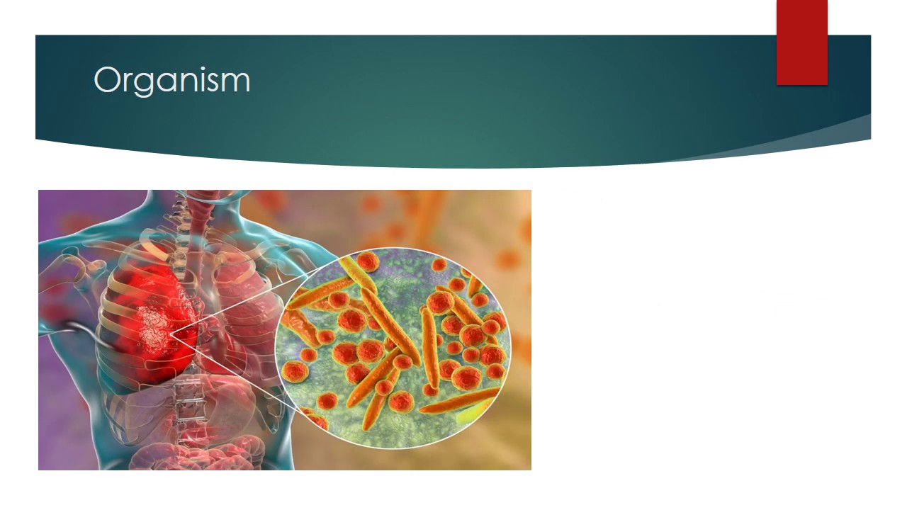 what is organism ? / know about ORGANISM - YouTube