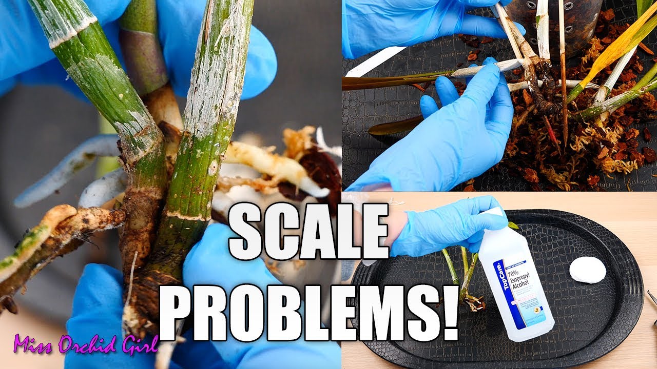 Saving Orchid with severe Scale Insect damage - This was worse than I ...