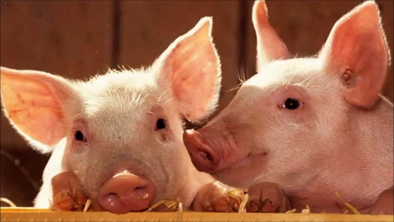 Pig Sound | Free Sound Effects | Animal Sounds - YouTube