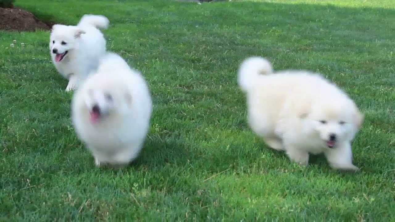Eskipom Puppies For Sale - YouTube
