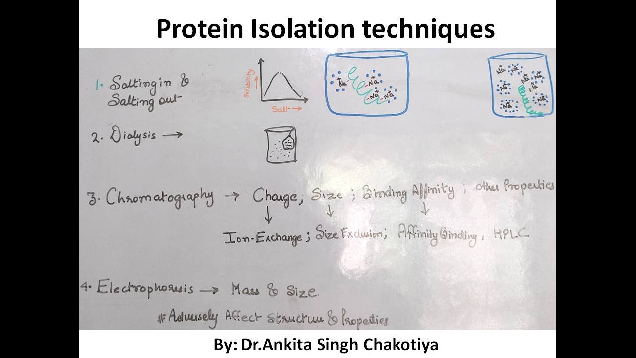 Protein Isolation techniques - YouTube