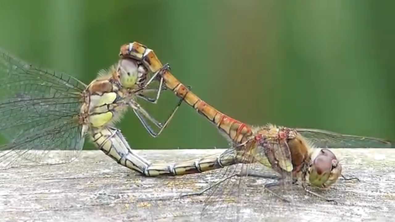 Dragonflies mating at Saltholme RSPB (I) - YouTube