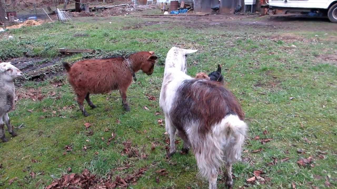 Goats & Dog Playing - YouTube