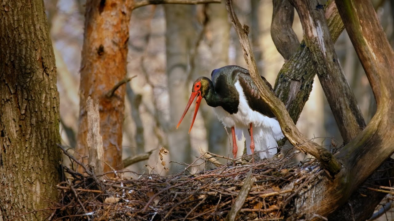 Bird sounds – Black stork (Ciconia nigra) - YouTube