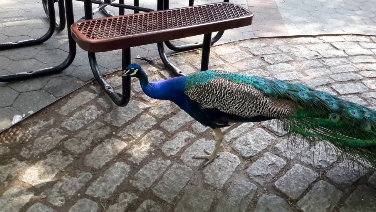 Bronx Zoo Out Door Dancing Crane Cafe' June 29, 2017 - YouTube