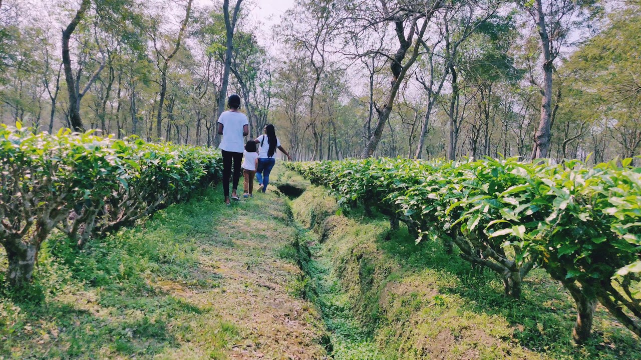 #bhatpara tea garden#vlog1# - YouTube