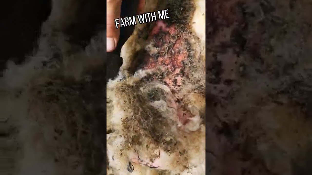 MAGGOTS WERE EATING THIS LAMB ALIVE! - YouTube