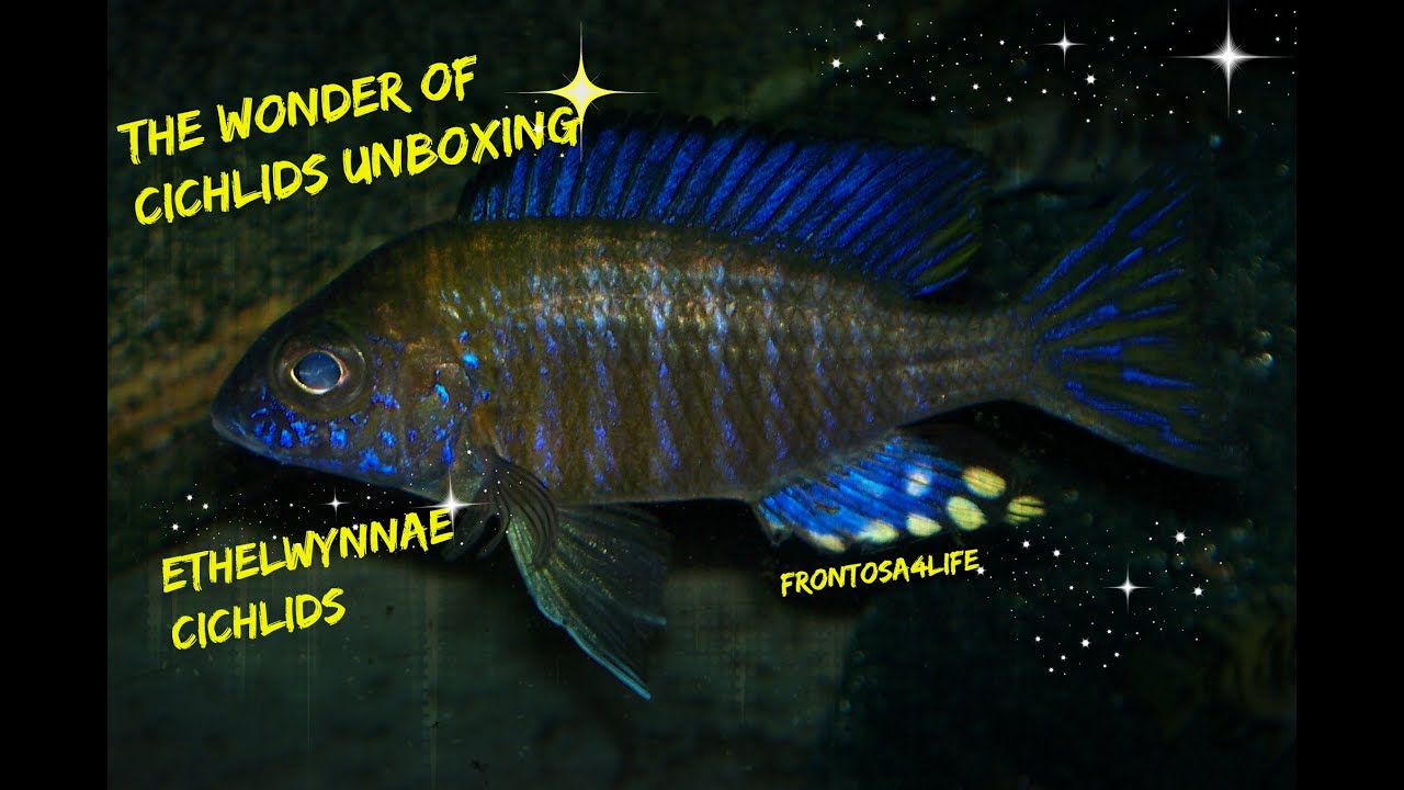 The Wonder Of Cichlids Unboxing | Aulonocara Ethelwynnae Chitande ...