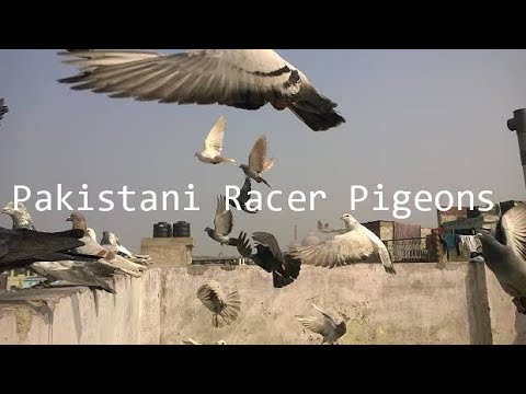 Amazing kabootar Bazi | Fighter Pigeons In Punjab Pakistan | Kabootar ...