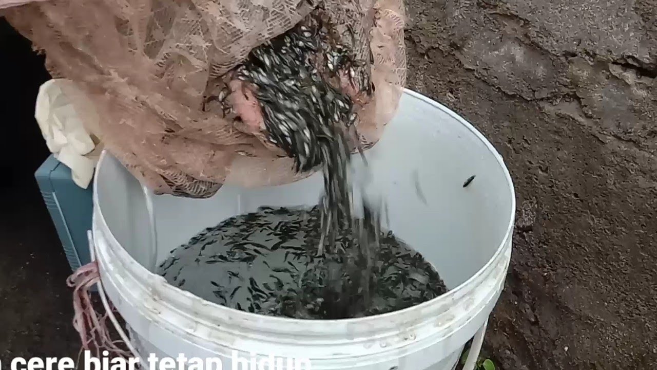 cara cari ikan cere supaya tetap hidup sampai rumah - YouTube