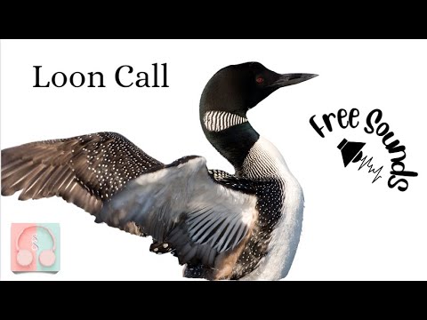 Loon Call - YouTube