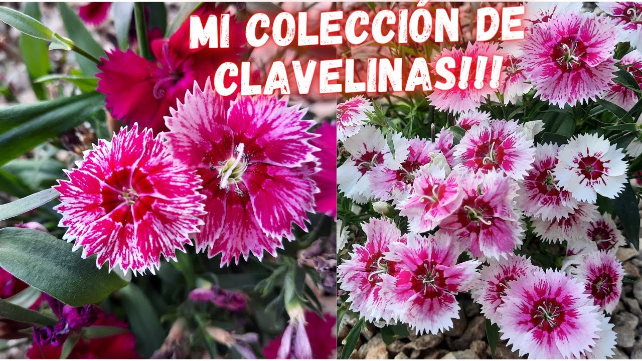 CLAVELINAS | CUIDADOS y CARACTERISTICAS de las CLAVELINAS | plants ...