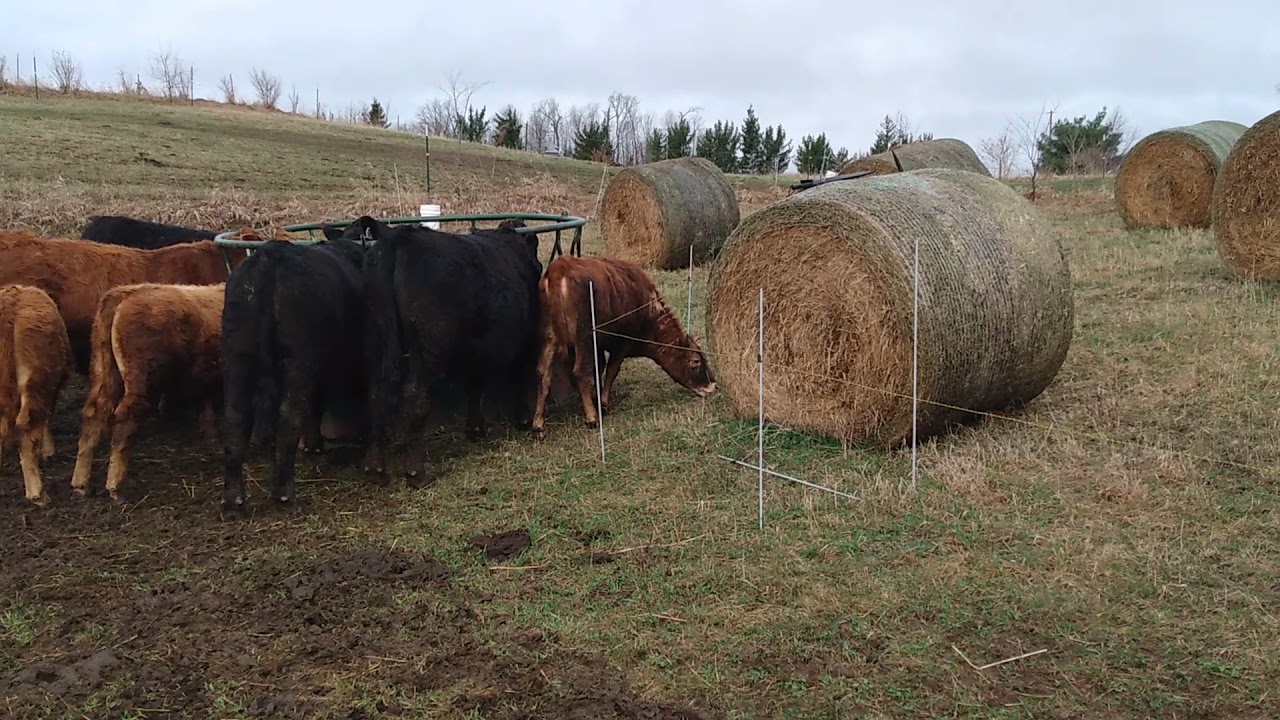 Looks Like Another Successful Bale Grazing Season - YouTube