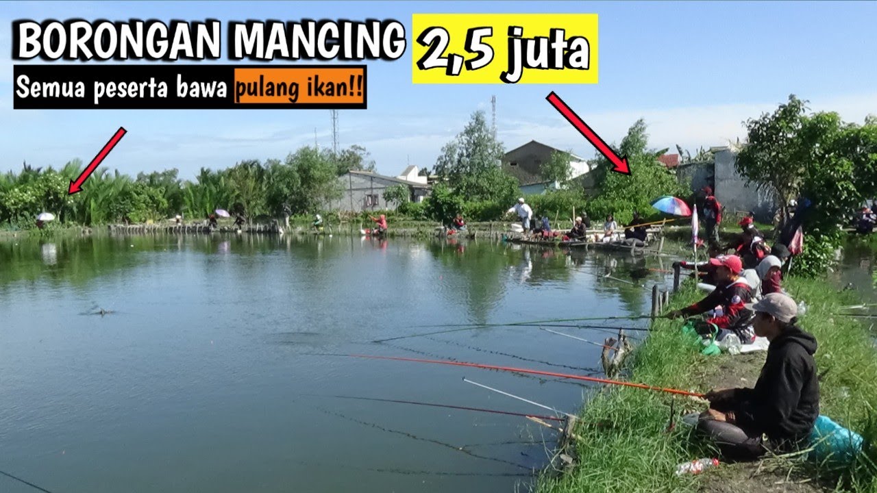 Peserta 50 orang,,mancing borongan ikan nila di empang 2,5juta, ikanya ...