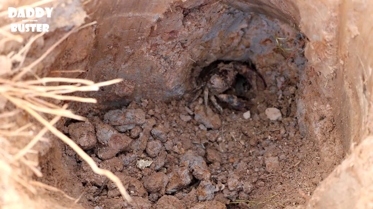 ขุดปู (Digging crab) - YouTube