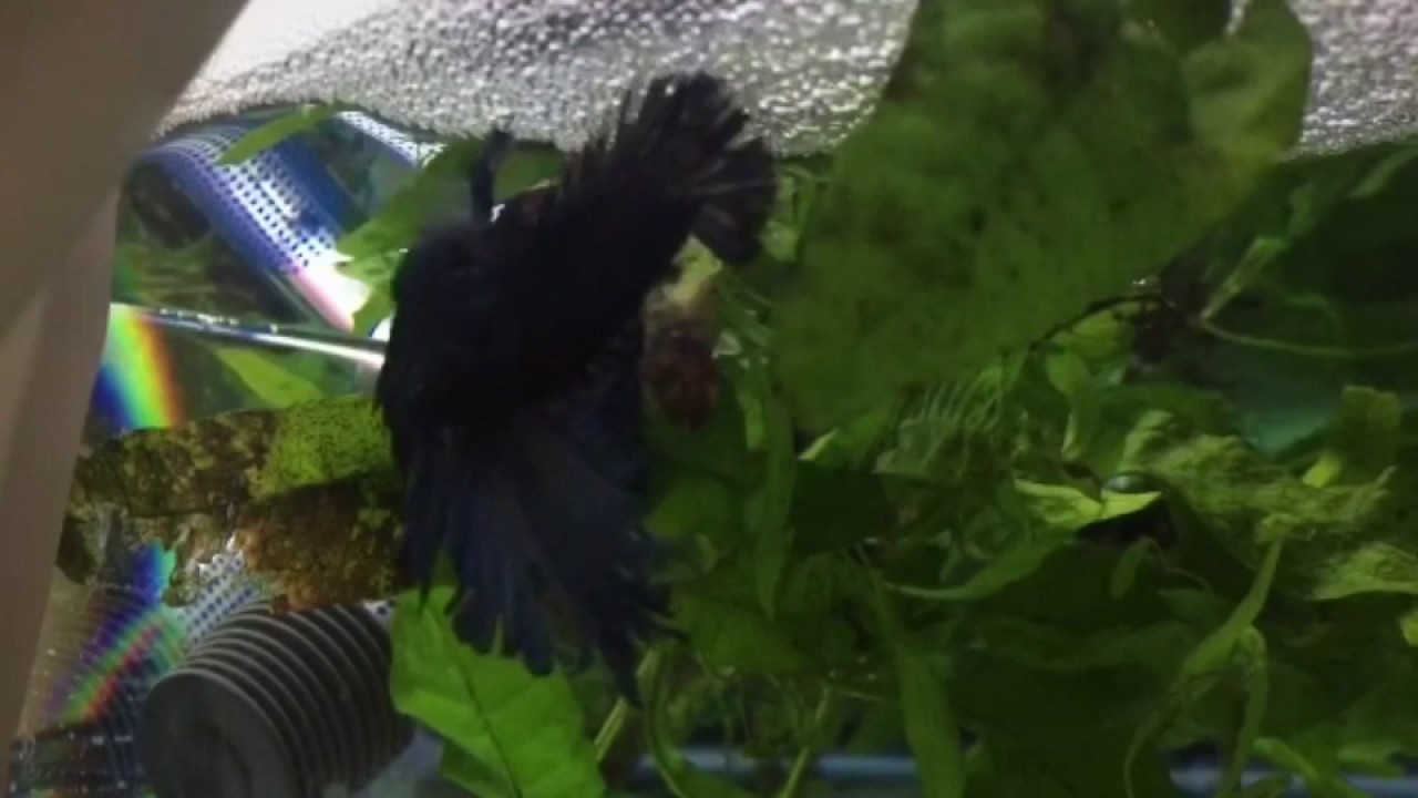 Breeding betta fish: new black female, conditioning, mating embrace ...