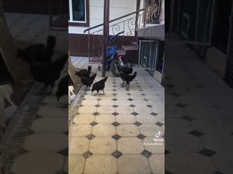 Petux #animal #bird #chicken #hen #pigeon #rooster #pet