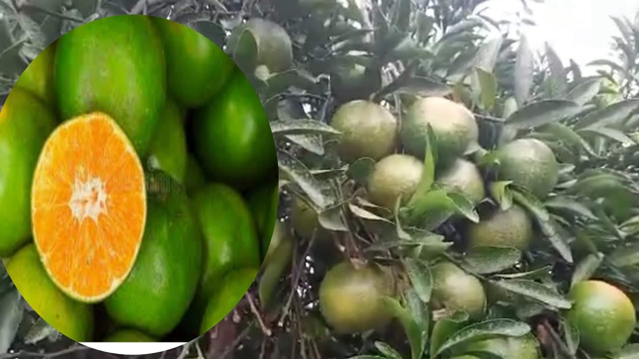 CITRUS Fruit/Dalandan - YouTube