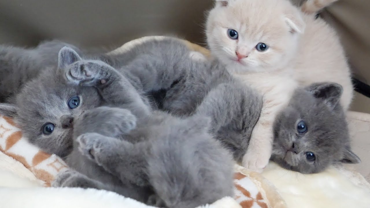 Kittens are now out of the house - YouTube