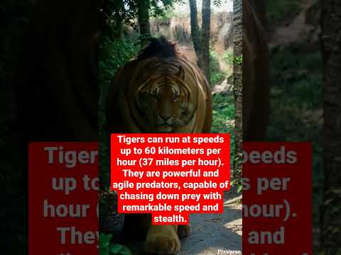 "The Impressive Speed of Tigers: A Closer Look at Their Agile Predatory ...