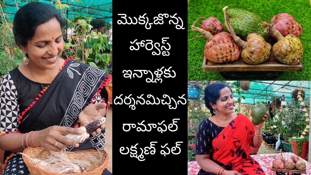 Cherokee Corn Harvest 🌽 Trying Rama Phal,Lakshman Phal for the first ...