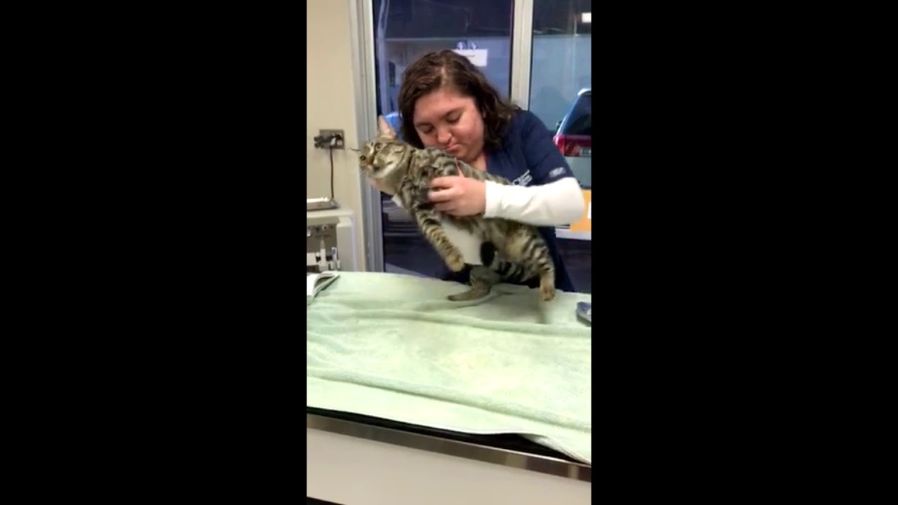 Skill 9 Place a cat in lateral recumbency using a Yin technique - YouTube