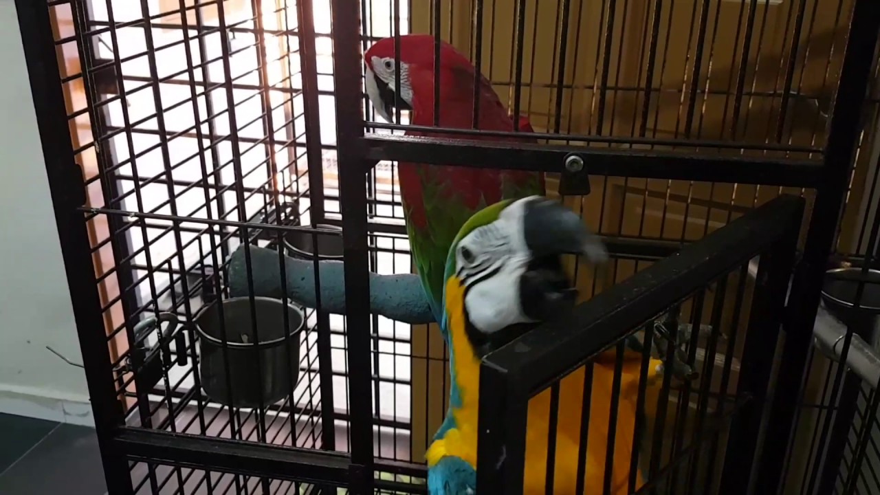 Smart macaw opening the cage - YouTube