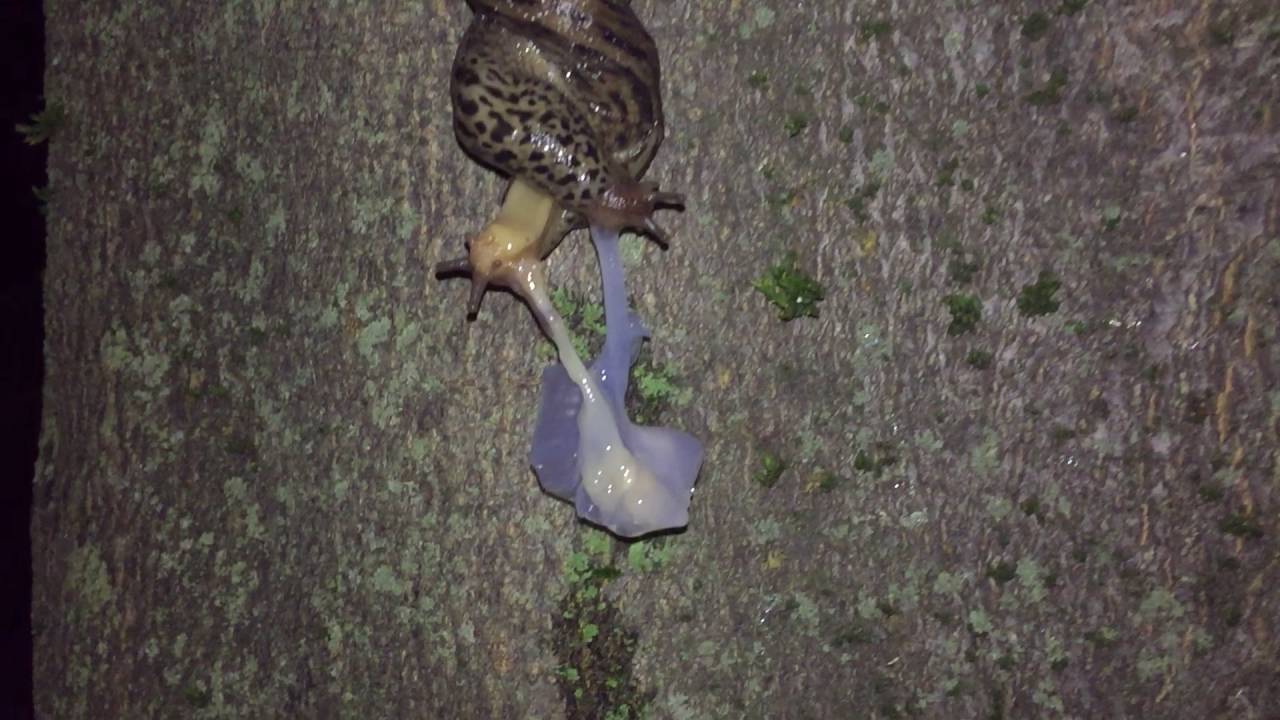 Accoppiamento delle lumache - Snails pairing - YouTube