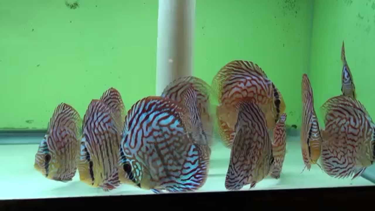 Royal Blue Discus - Gwynnbrook Farm - YouTube