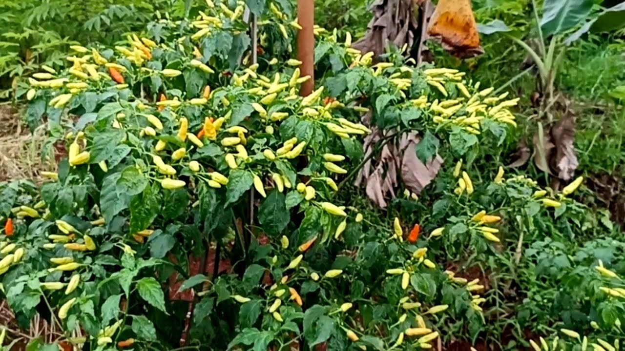 ⛔CARA MERAWAT CABE KALIBER AGAR BERBUAH BANYAK - YouTube