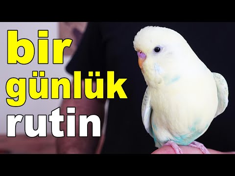 Muhabbet Kuşunun Bir Günü Nasıl Olmalı Günlük Rutin