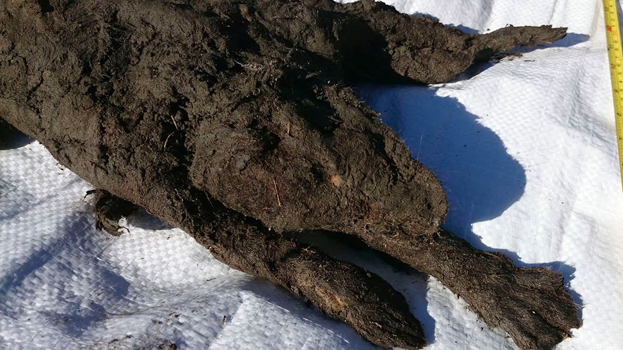 12,000 Yr Old Frozen Puppy Still Looks Alive - YouTube